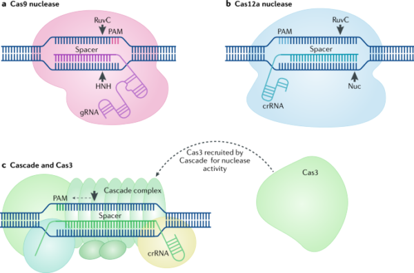 CRISPR-Cas: Definición y Función – Cognita Conecta